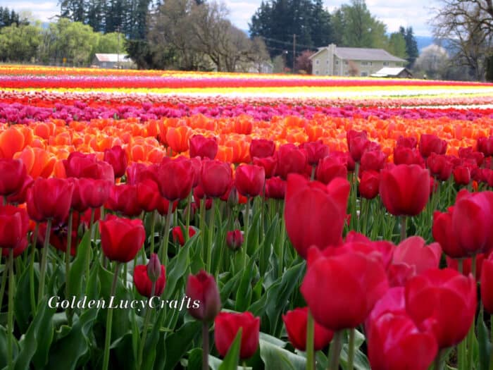 Crochet Pattern Tulip Coaster and Applique - GoldenLucyCrafts