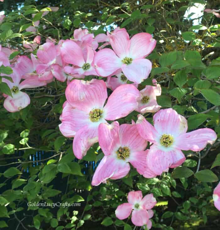 Crochet Dogwood Flower, Free Crochet Pattern - GoldenLucyCrafts