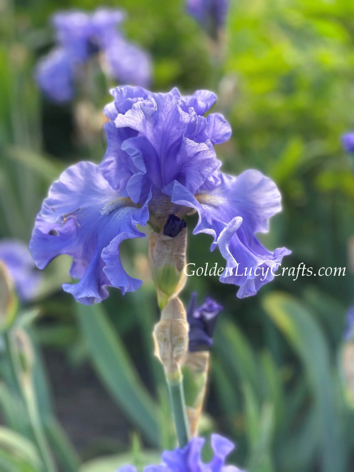 Iris Applique, Free Crochet Pattern - GoldenLucyCrafts