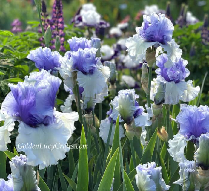 Iris Applique, Free Crochet Pattern - GoldenLucyCrafts