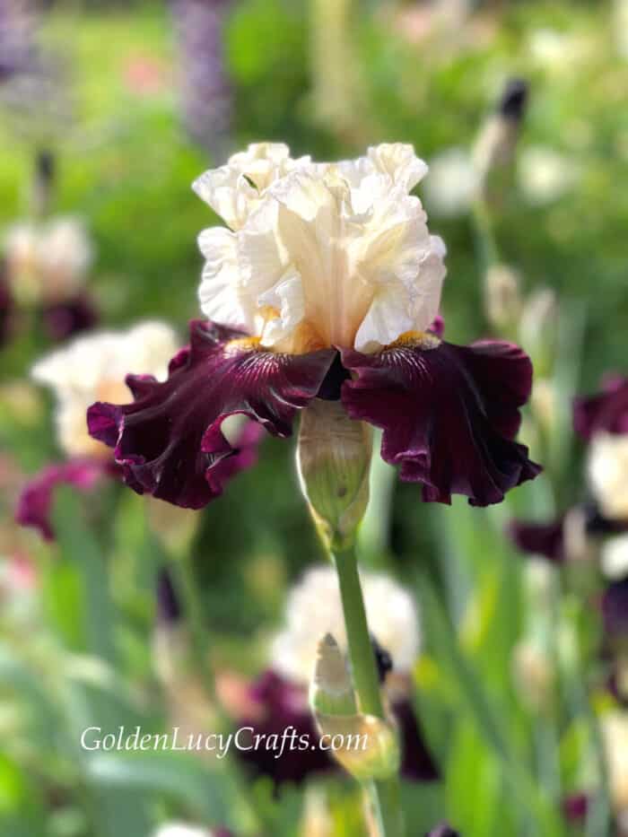 Iris Applique, Free Crochet Pattern - GoldenLucyCrafts