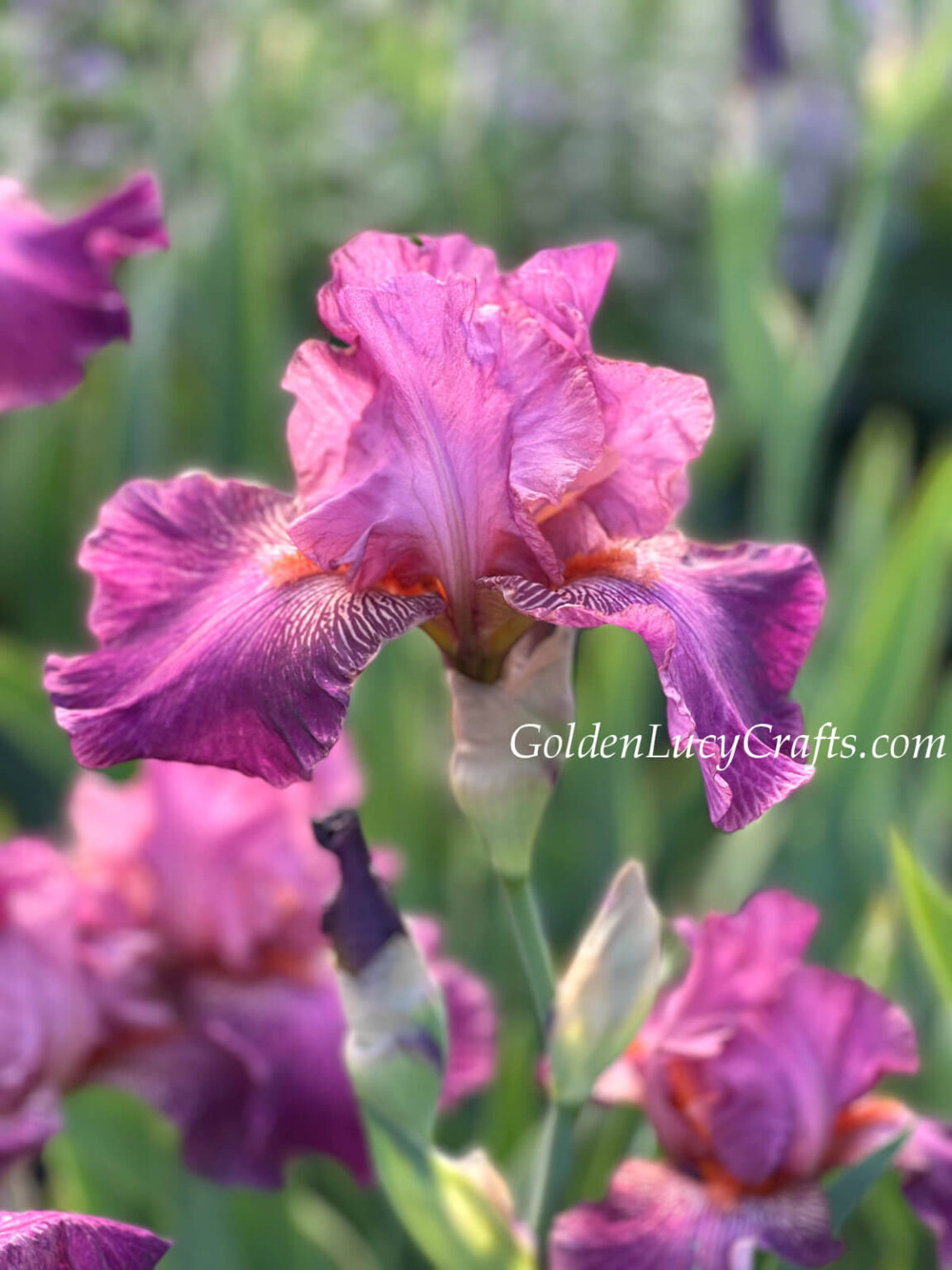 Iris Applique, Free Crochet Pattern - GoldenLucyCrafts