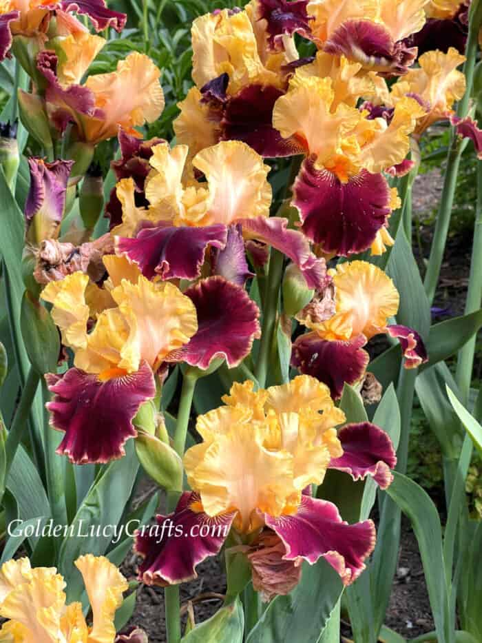 Iris Applique, Free Crochet Pattern - GoldenLucyCrafts