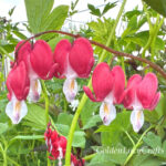 Bleeding Heart Applique, Free Crochet Pattern - GoldenLucyCrafts