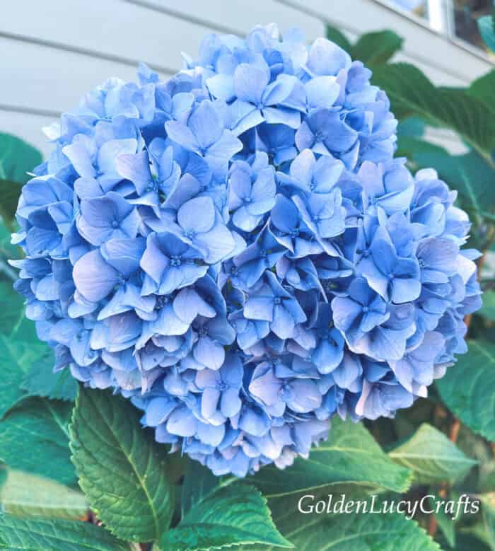 Crochet Hydrangea Flower - GoldenLucyCrafts