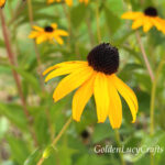 Black Eyed Susan Flower, Free Crochet Pattern - GoldenLucyCrafts